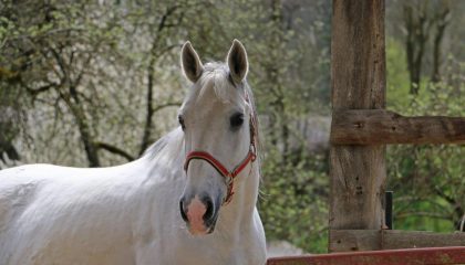 Barbana Lipizzans – Lipizzaner