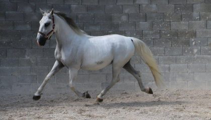 Barbana Lipizzans – Lipizzaner