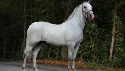 Barbana Lipizzans – Lipizzaner